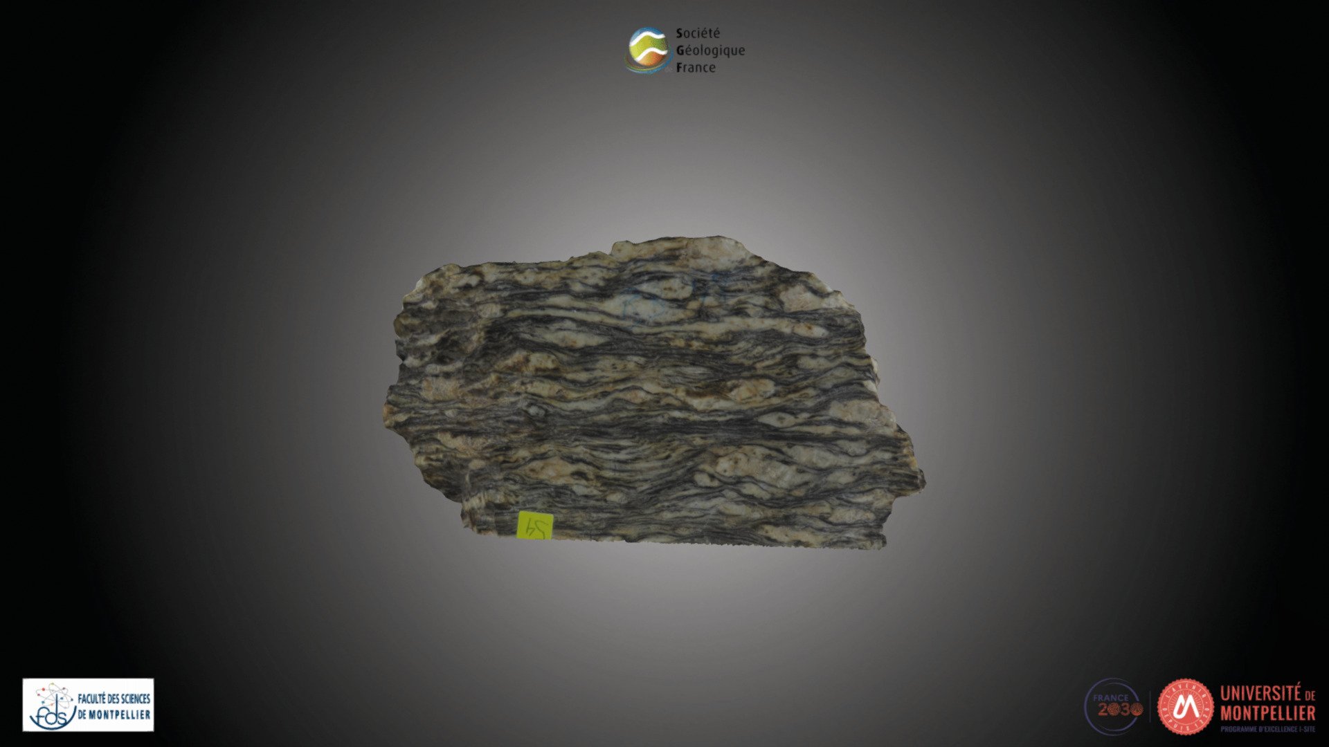 Roche - Migmatite structures C-C' - Download Free 3D model by Société ...