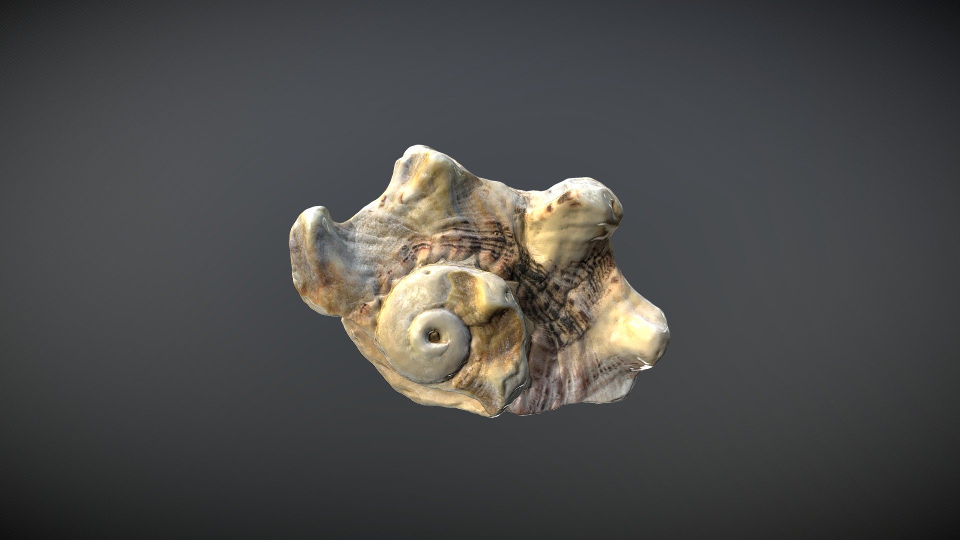 3D Scanned Shell | iPhone 15 Pro | RealityKit - Download Free 3D model ...