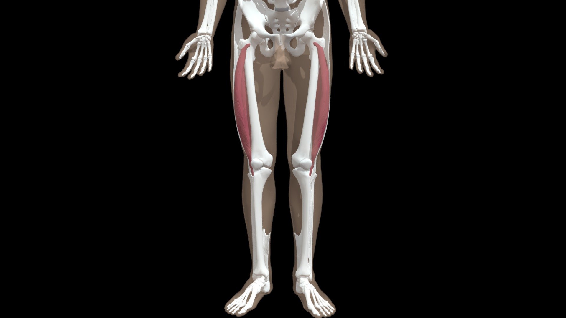 Vastus Lateralis - Download Free 3D model by UMich Anatomy (@anatomary ...
