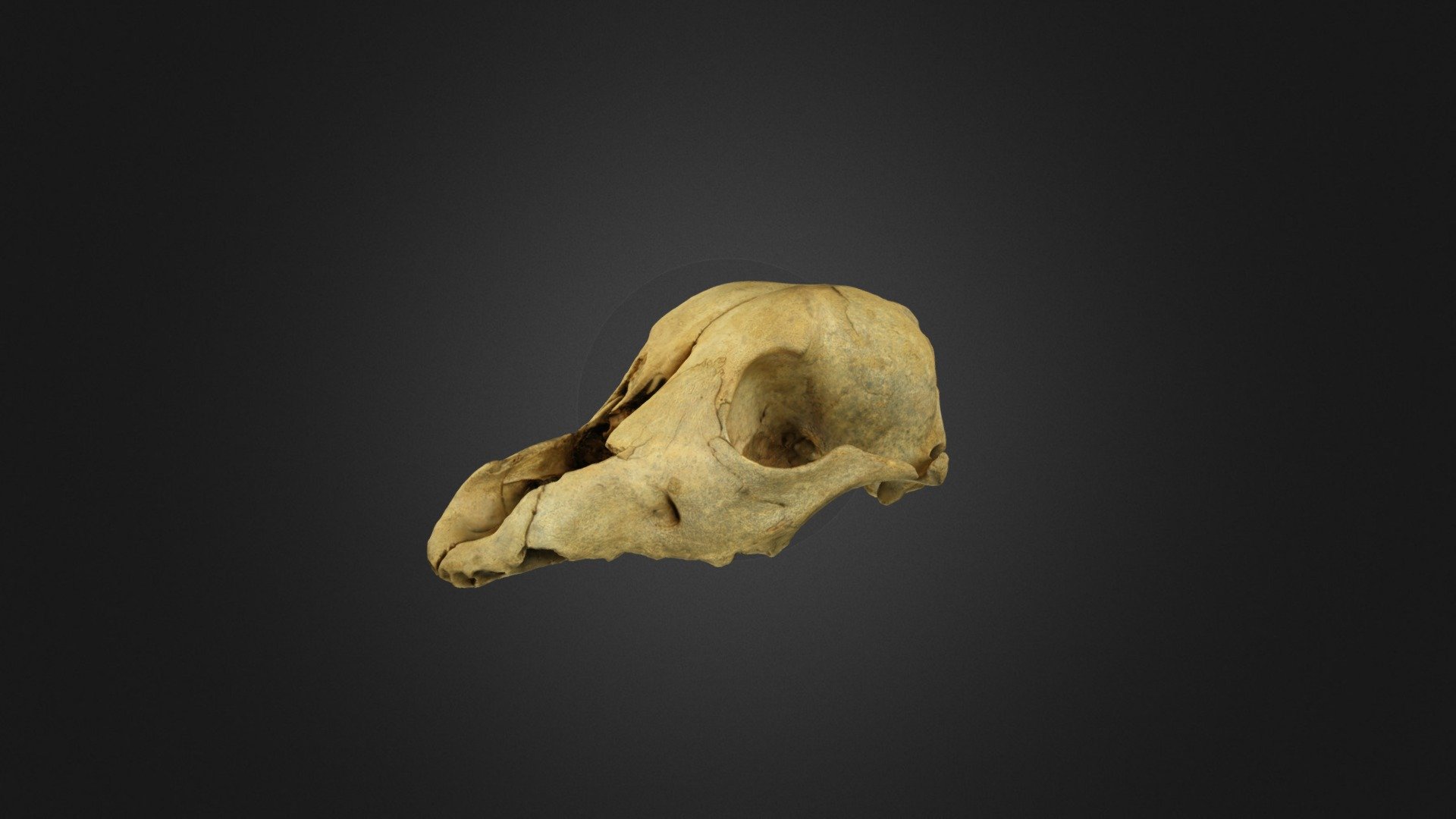Poodle Skull - Download Free 3D model by Northern Heritage Network ...