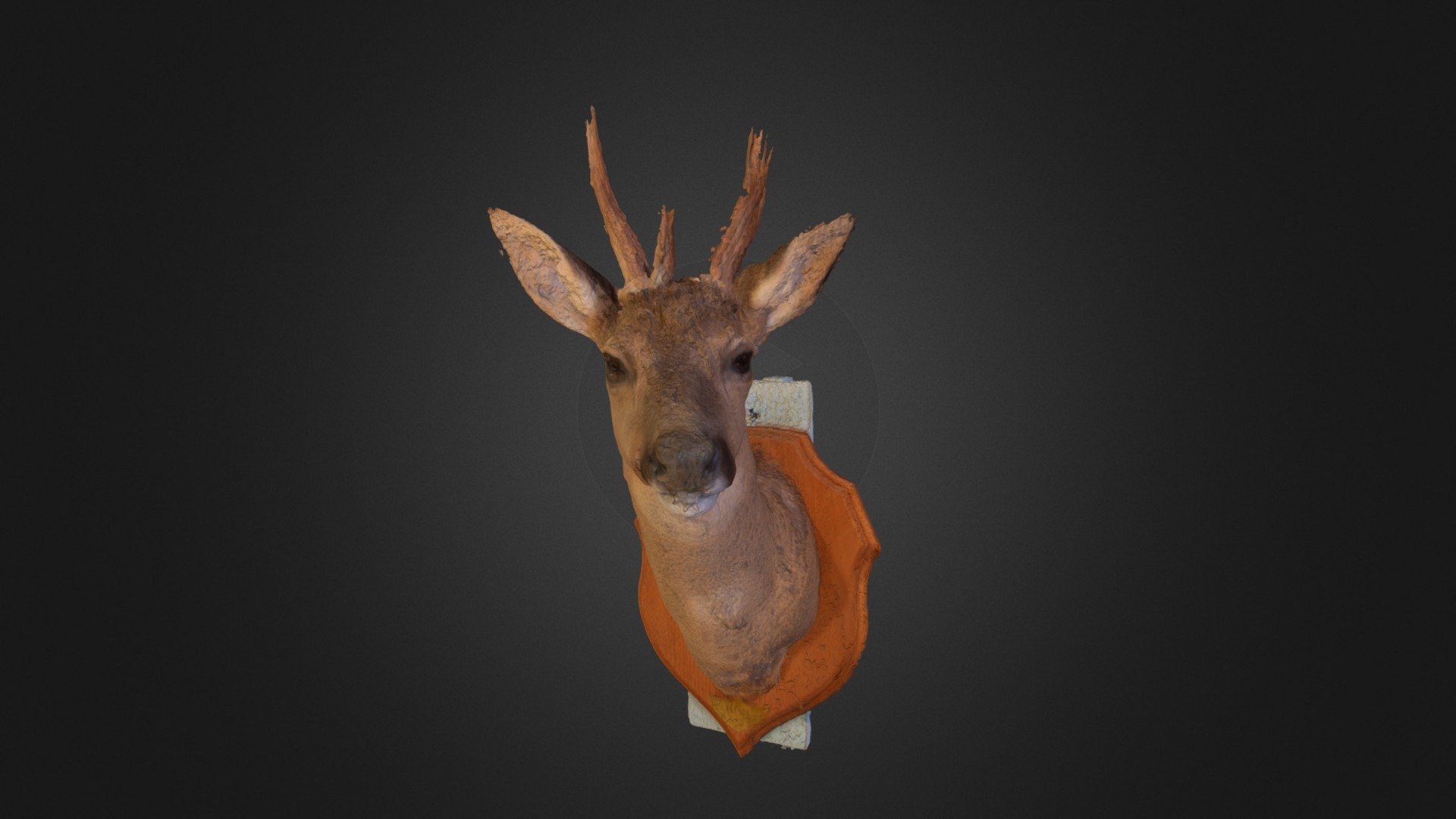01 - Tête de brocard - 3D model by cdg [07bea52] - Sketchfab