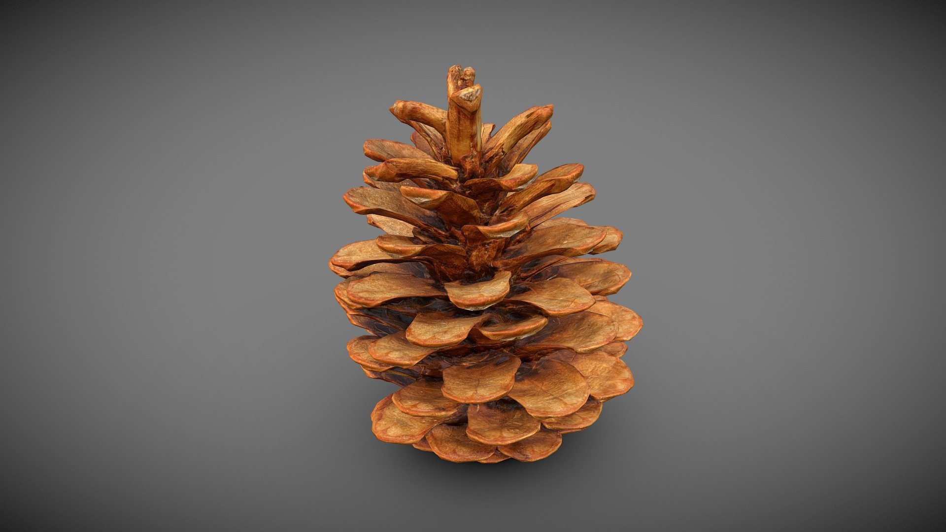 Pine cone - Download Free 3D model by Zacxophone [07c08f4] - Sketchfab