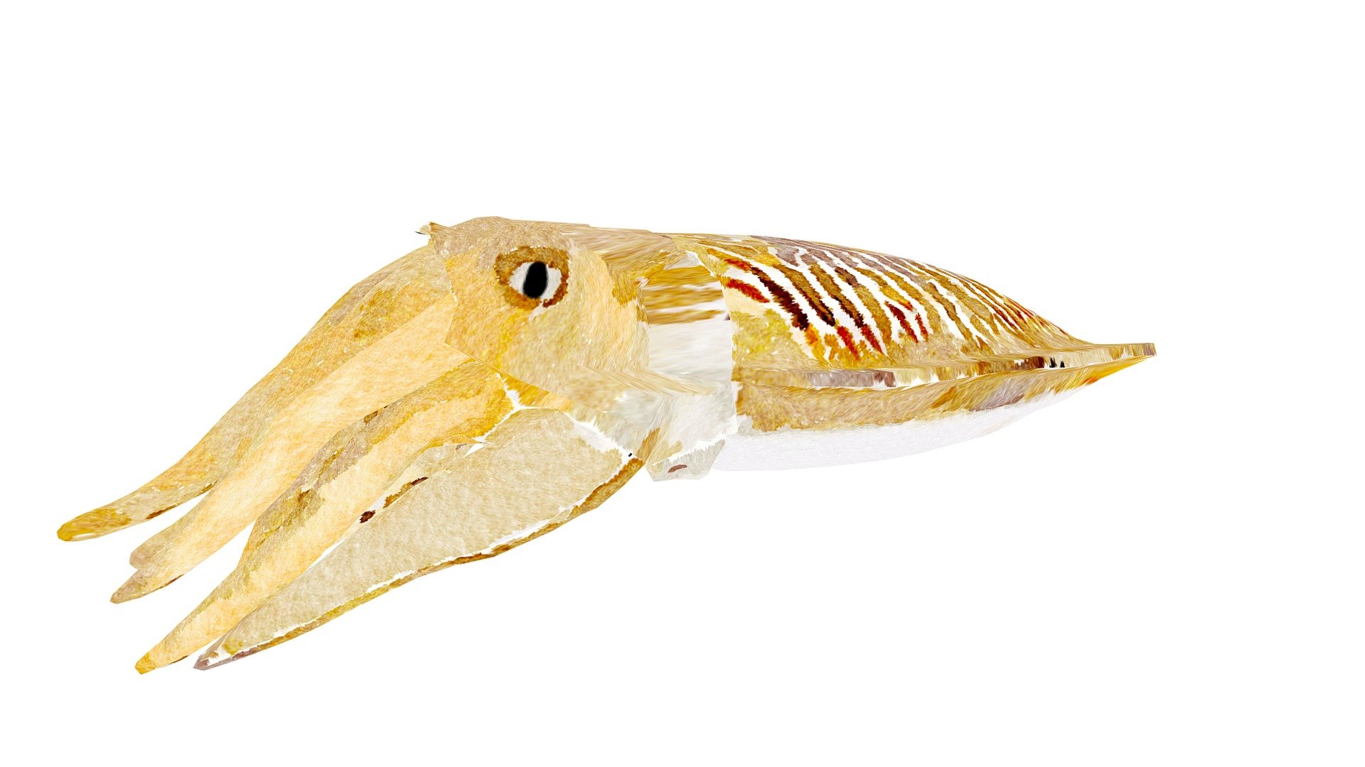 Cuttlefish illustration - 3D model by josluat91 [07c49ec] - Sketchfab