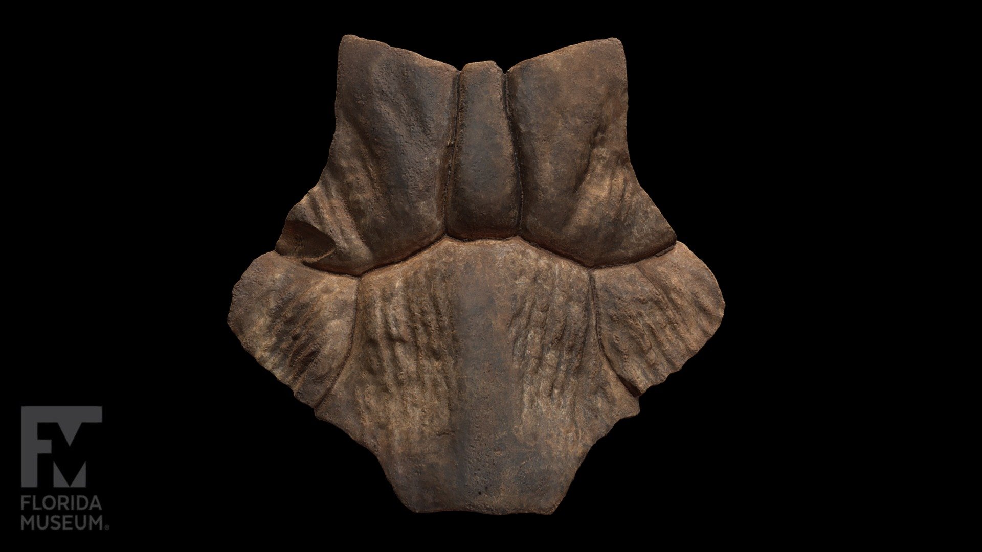 Slider turtle carapace shell (nuchal) - 3D model by FloridaMuseum ...