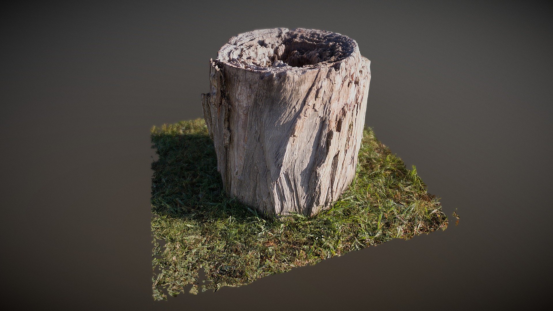 Stump guale - 3D model by diegoev [07c73ec] - Sketchfab