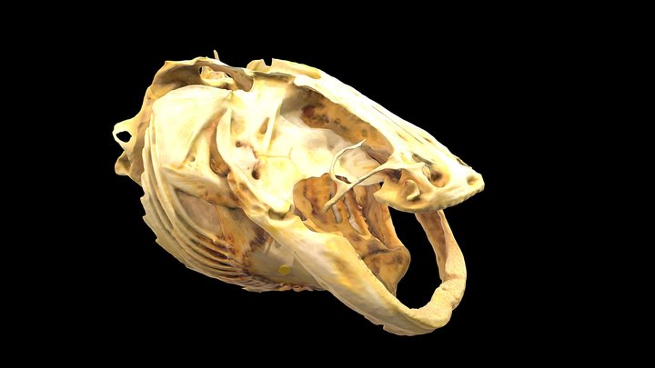 Catfish 3D models - Sketchfab