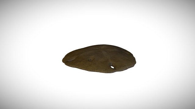 Mellitidae 3D models - Sketchfab