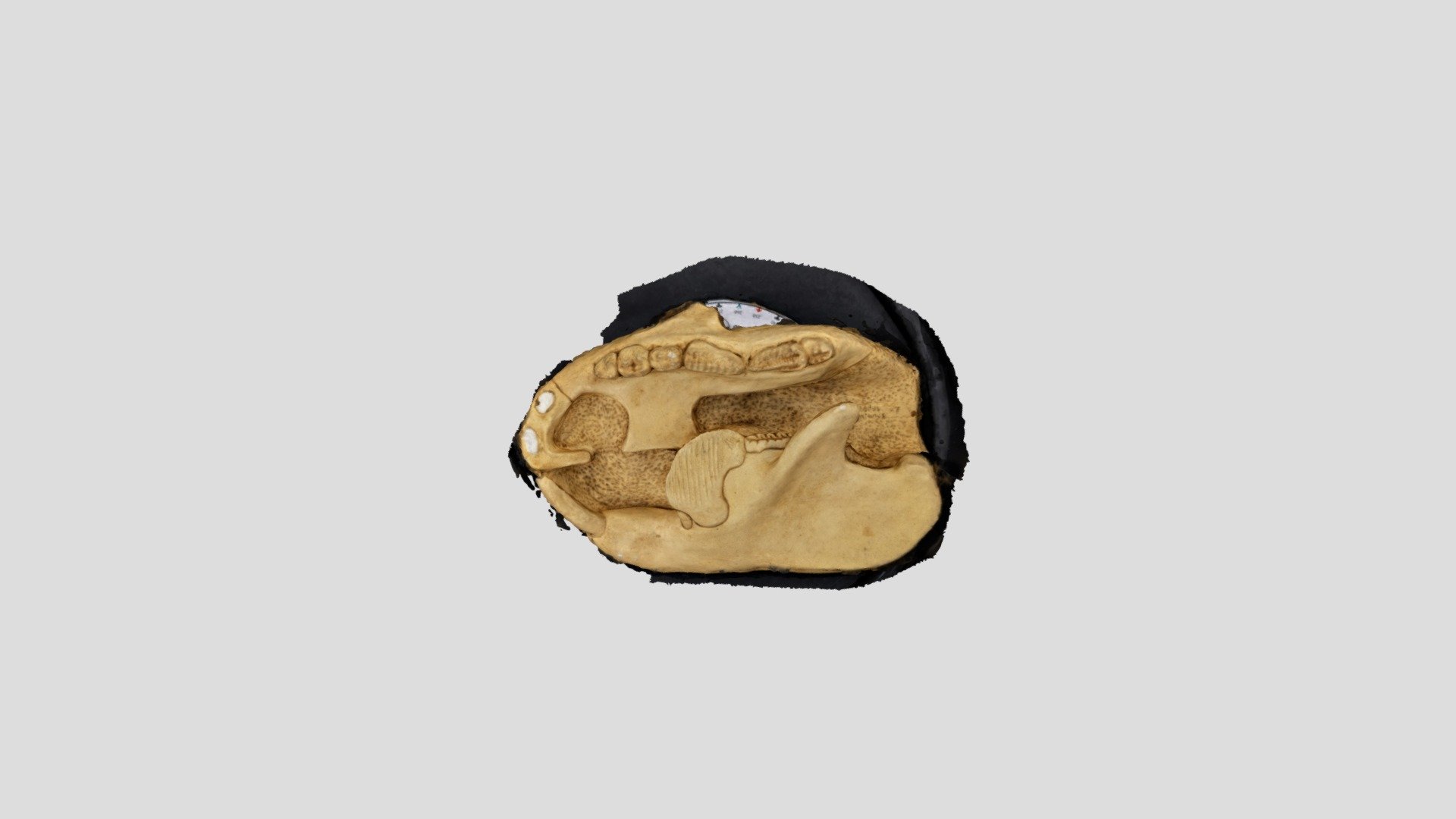Ptilodus - Download Free 3D model by Max Christie (@mchristie09 ...