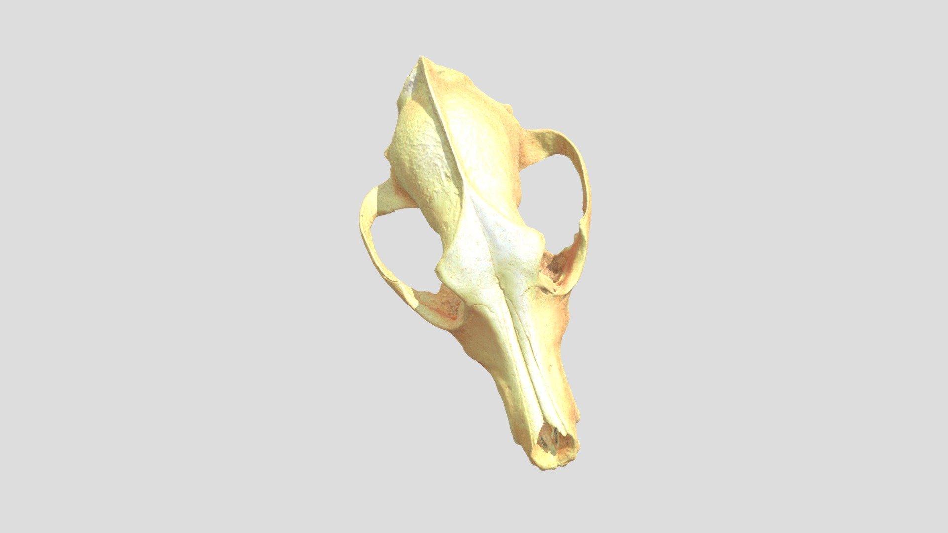 Coyote (Canis latrans) cranium - reference - 3D model by osteoarchaeology [07d75e0] - Sketchfab
