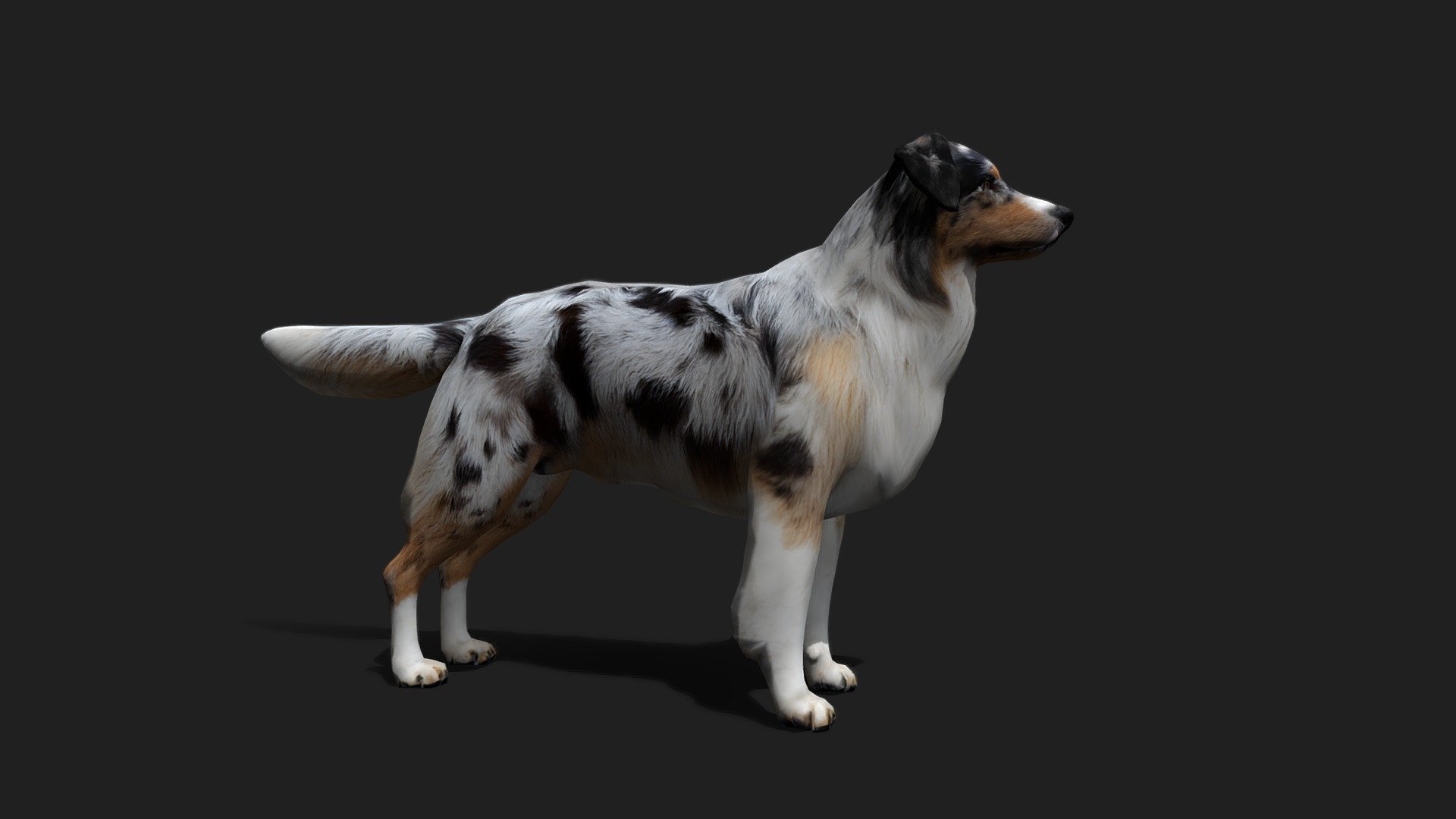 Realistic Dog Australian Sheperd 3D Model - 3D model by WildMesh 3D ...