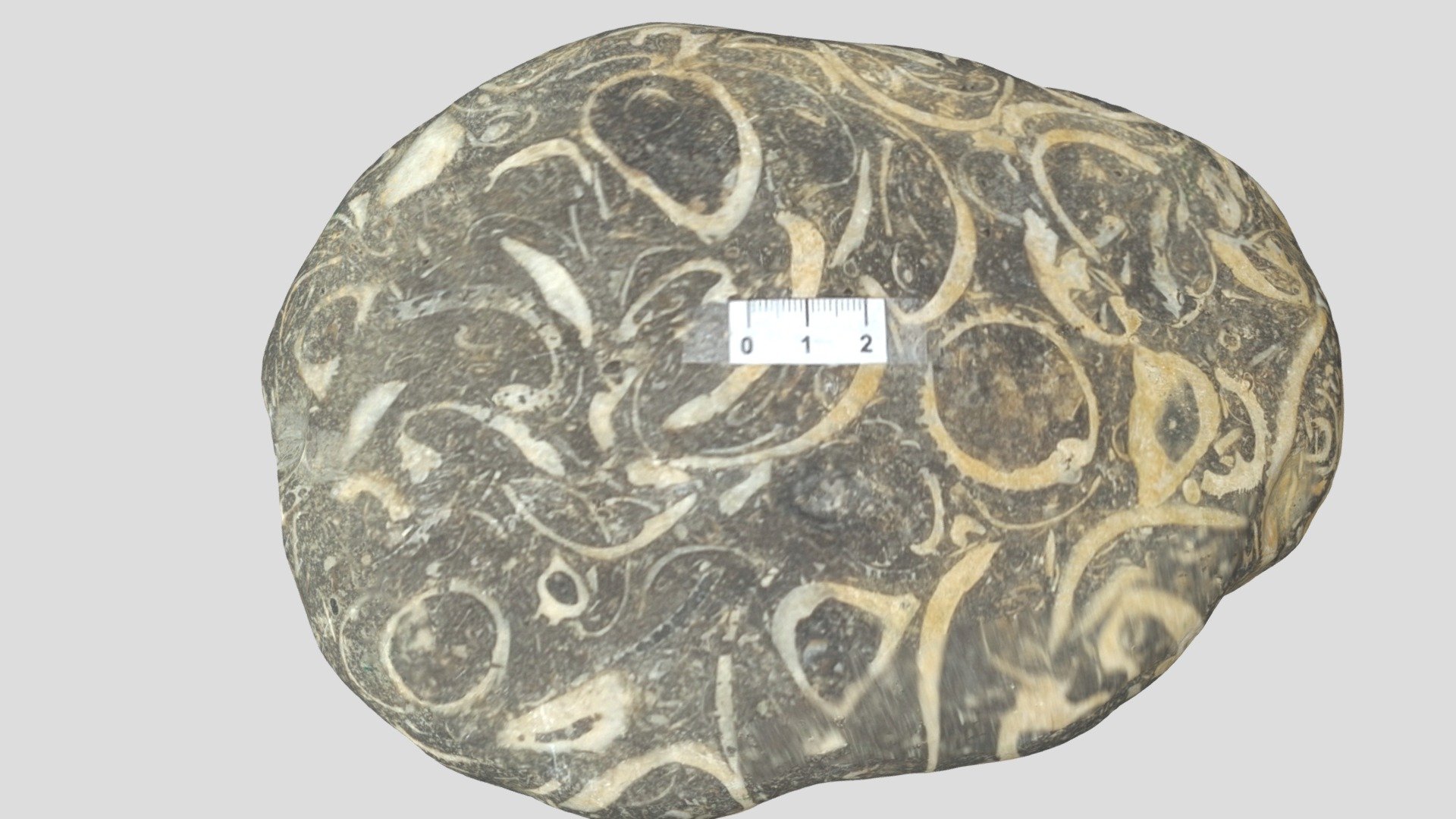 Floatstone 1 - Download Free 3D model by Labortoriogeociencias [07e10ea ...
