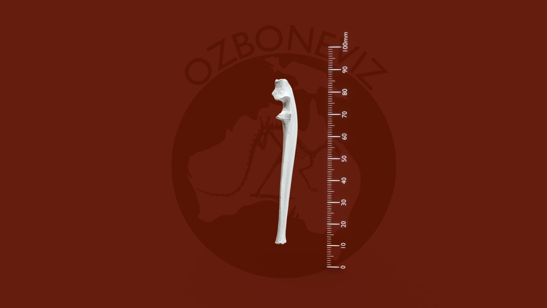 Spot-tailed quoll ulna - 3D model by Ozboneviz [07e4949] - Sketchfab