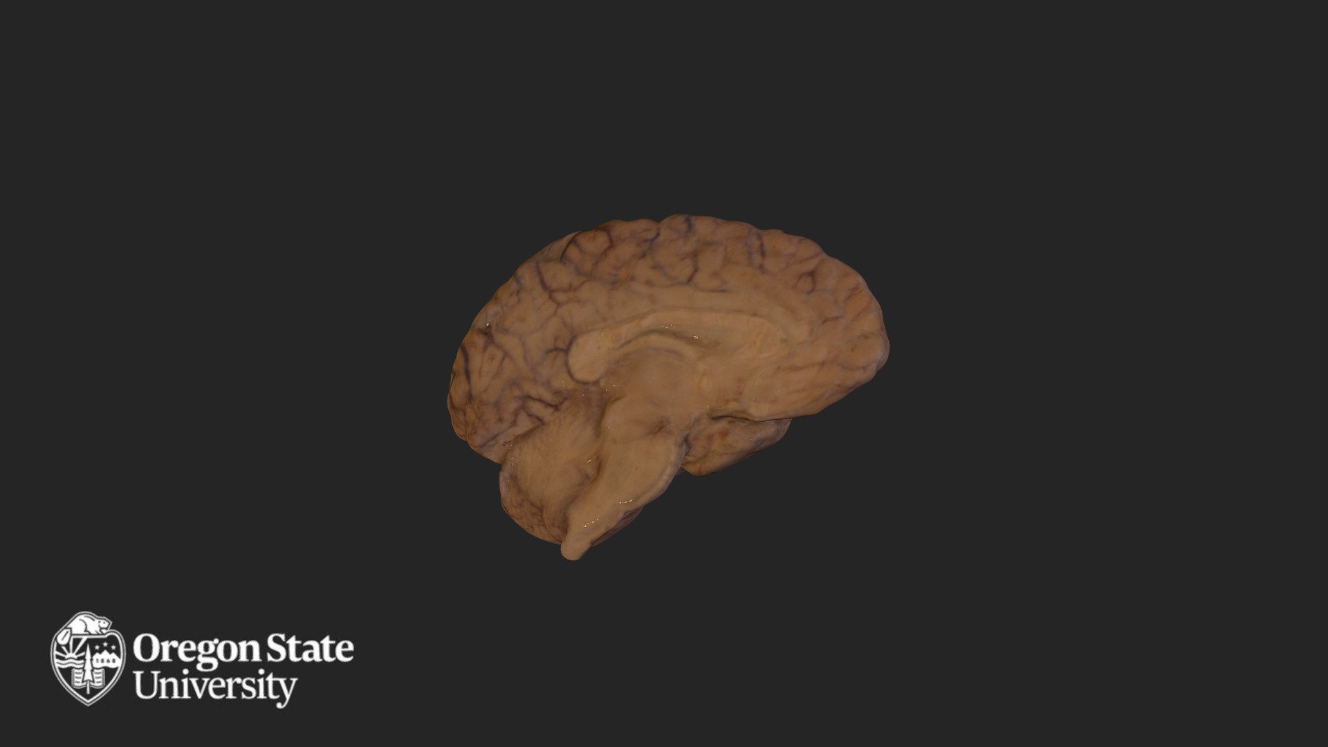 Half Brain - Download Free 3D model by Oregon State University ...