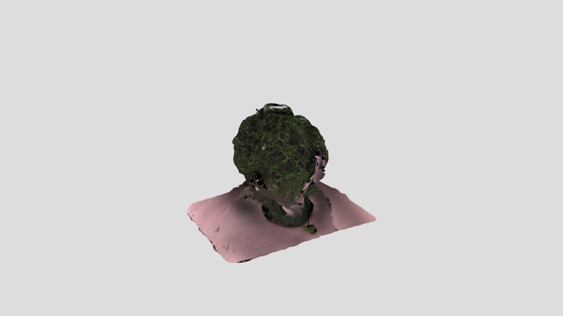 Algae - Download Free 3D model by V&A Digital Classroom ...