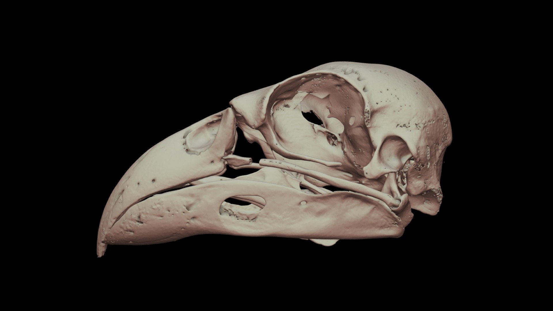 Kea Skull - 3D model by Blackburn Lab (@ufherps) [07f0fb6] - Sketchfab