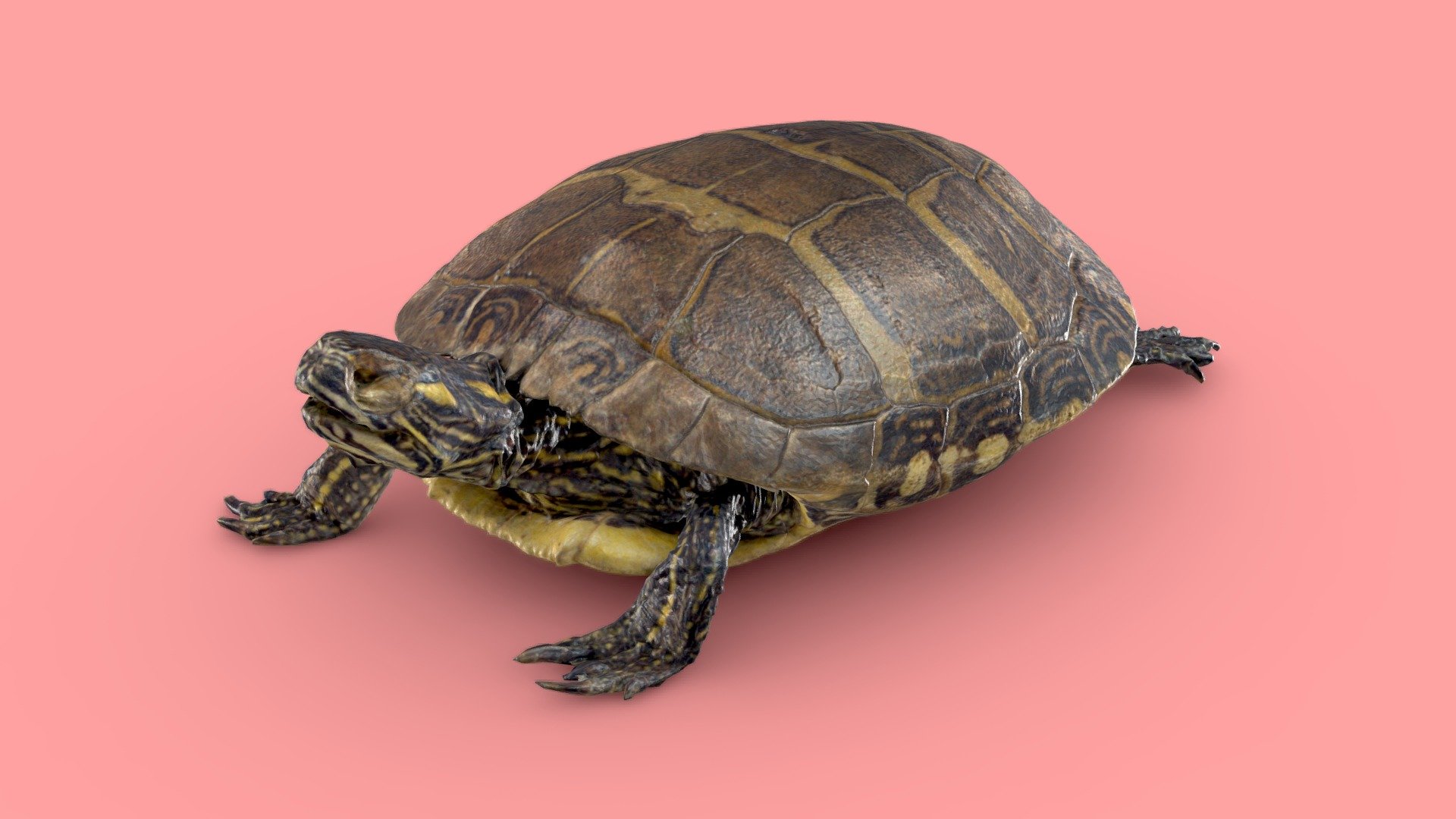 Turtle By RISD Naturelab - optimised - Download Free 3D model by Thomas ...