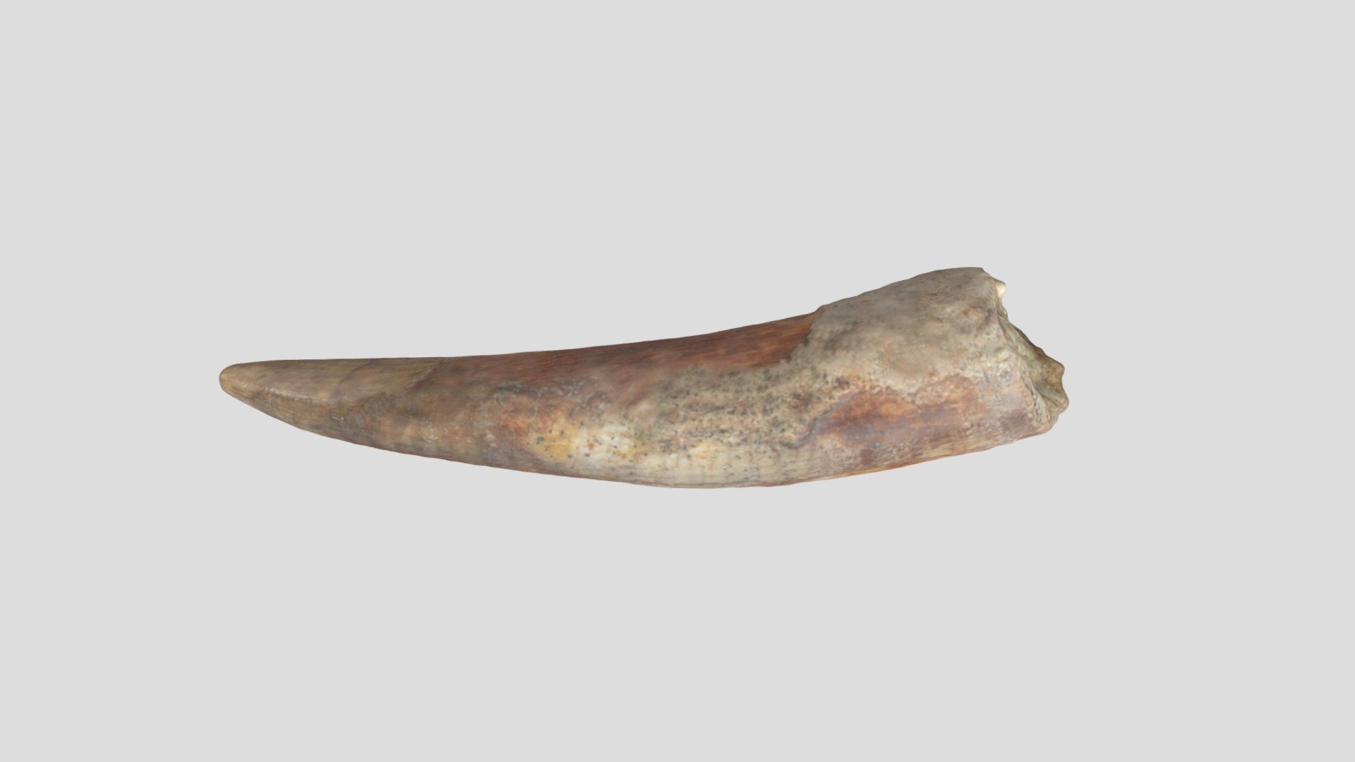 Pterosaur tooth fossil (L42) - 3D model by Hong Kong Science Museum ...