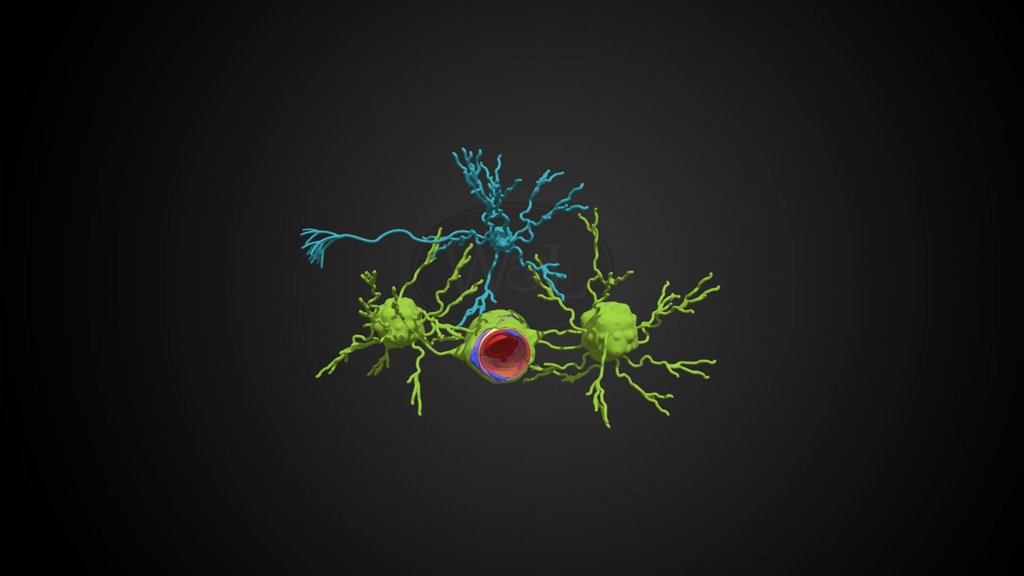 Microanatomy Winter 2024 - A 3D model collection by iqcenter - Sketchfab