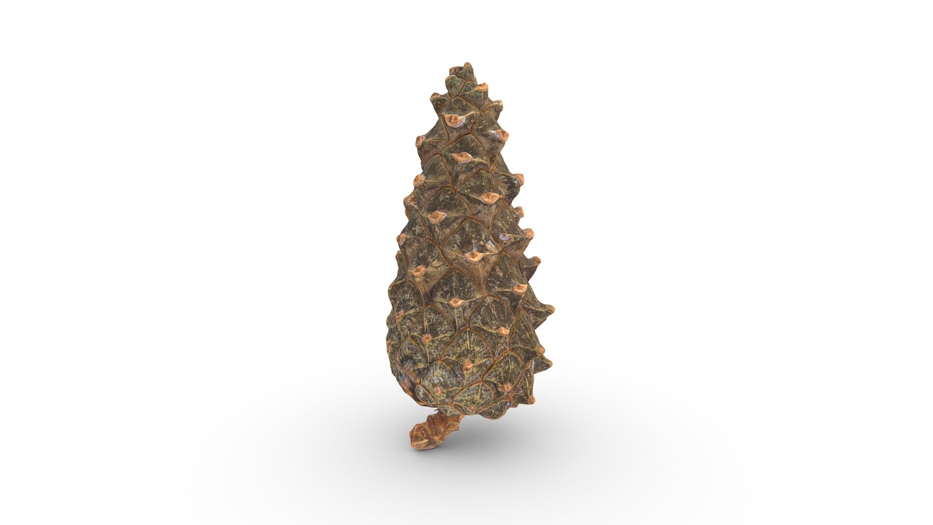 Pine Cone - 3D model by RawCatalog.com (@rawcatalog) [080ba6f] - Sketchfab
