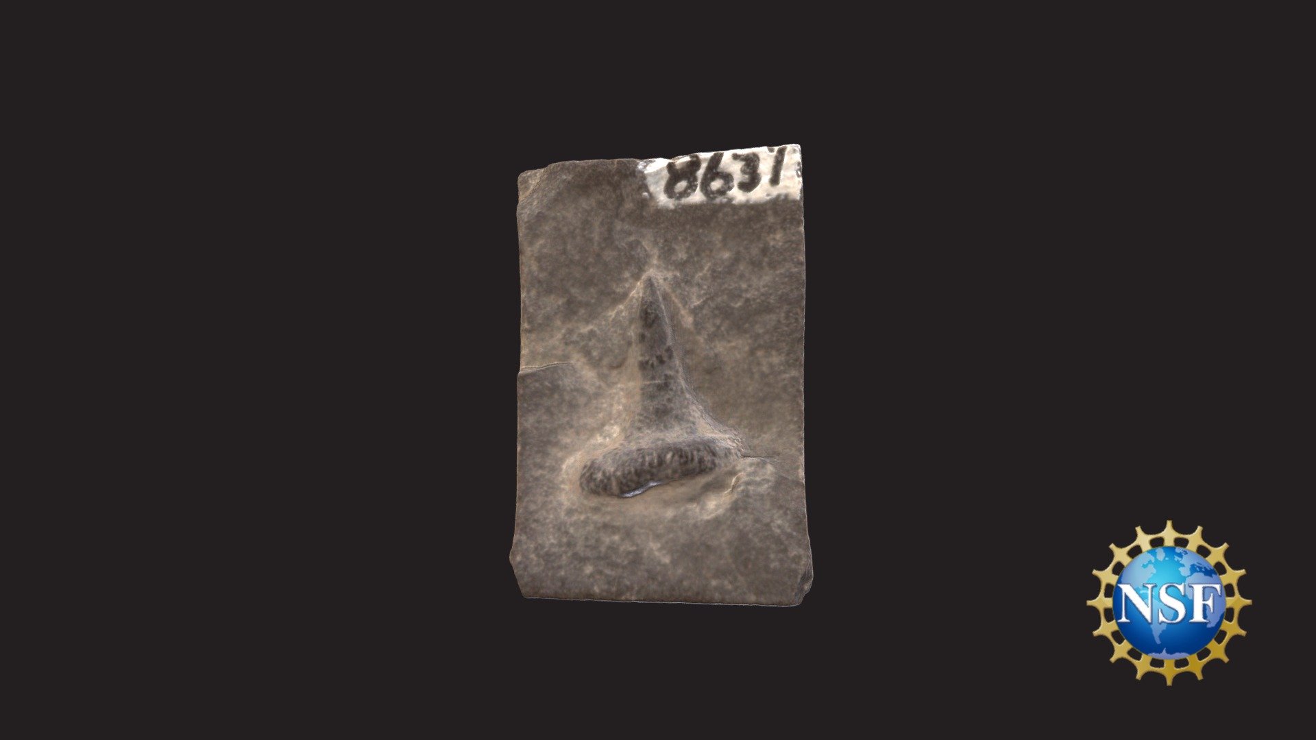 CMNH 8631, Shark Tooth - 3D model by Cleveland Museum of Natural ...