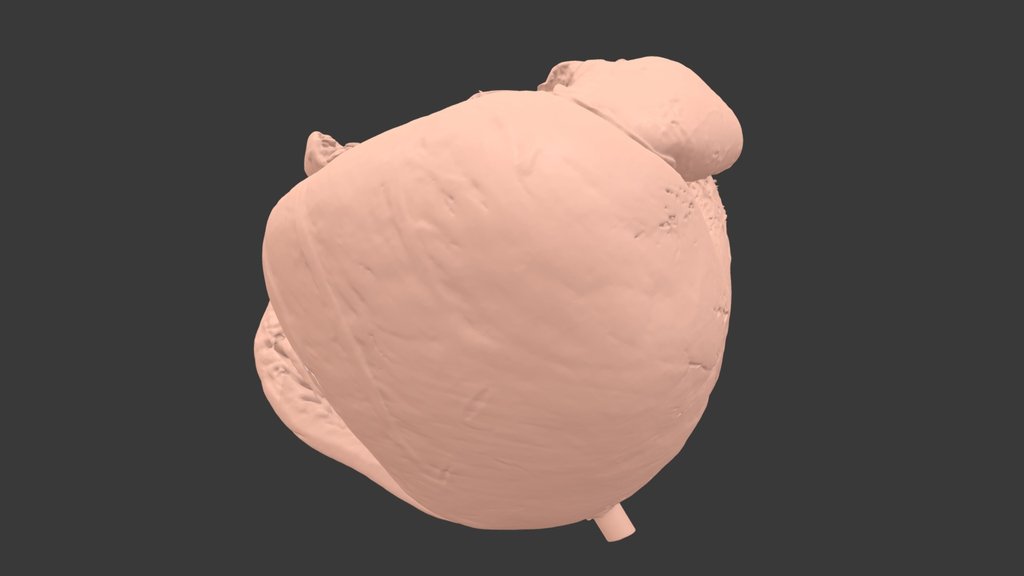 CAVC - A 3D model collection by heartmodels - Sketchfab
