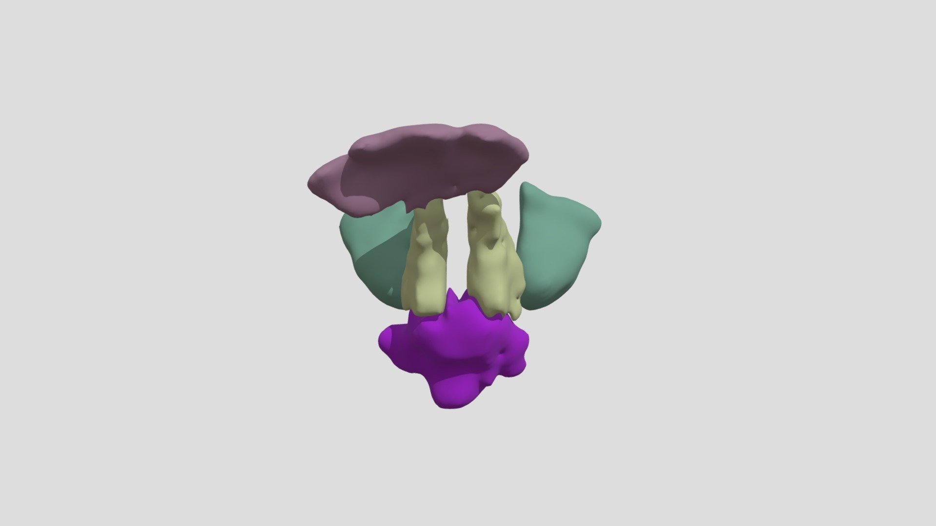 Paranasal sinuses - 3D model by gyozo.cz [081f8f5] - Sketchfab