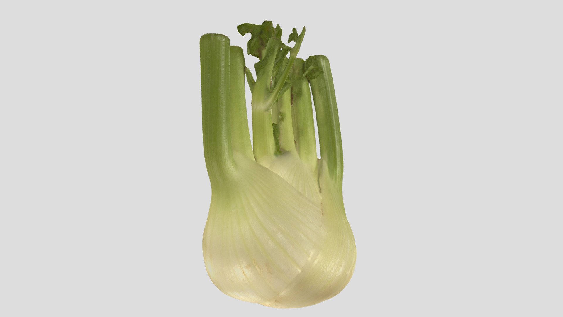 Fennel - Buy Royalty Free 3D model by 4visualization [0822ec6 ...