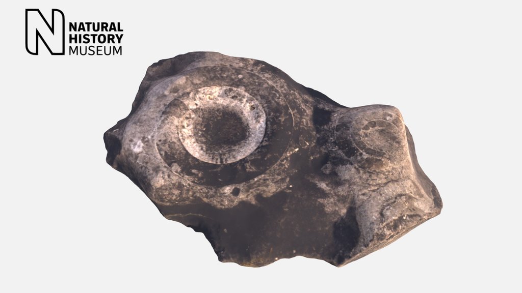 Lyme Regis Ammonite Pavement - A 3D model collection by NHM_Imaging ...