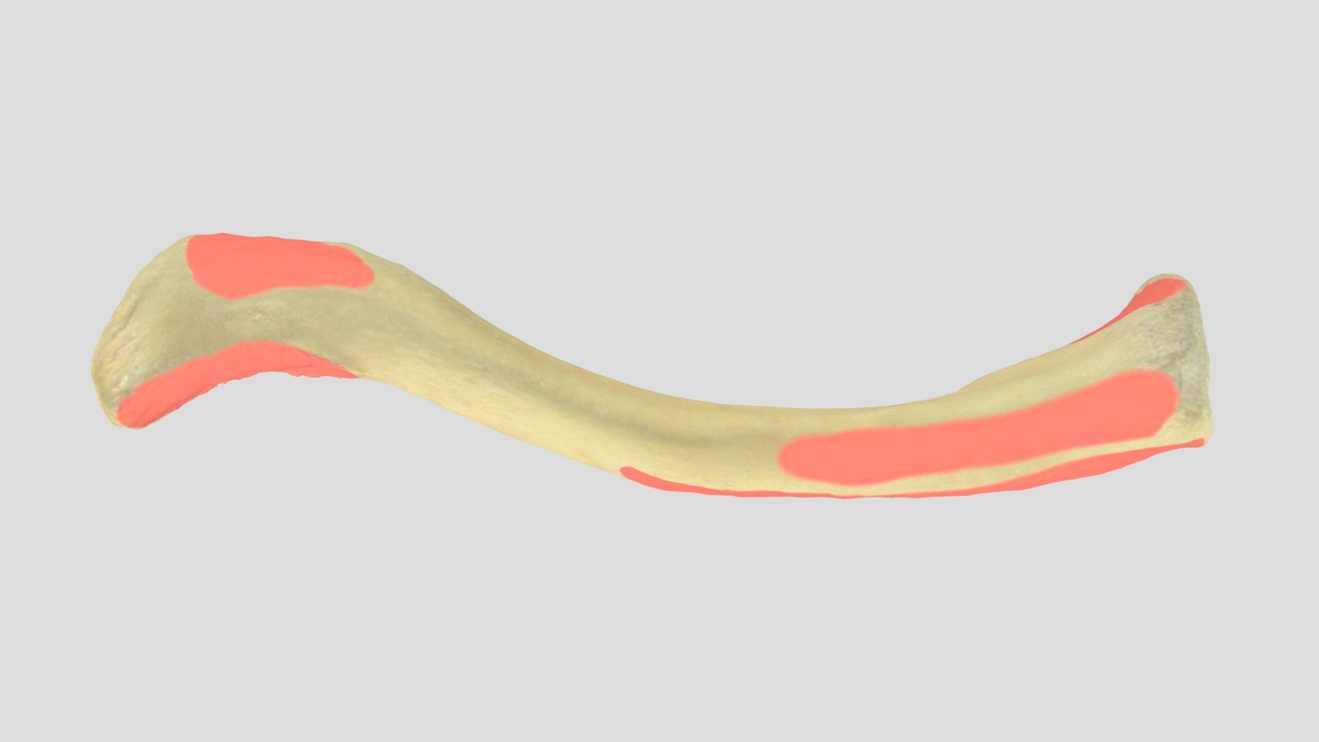 Clavicula-R-musculatuur - 3D model by Universiteit Antwerpen ...