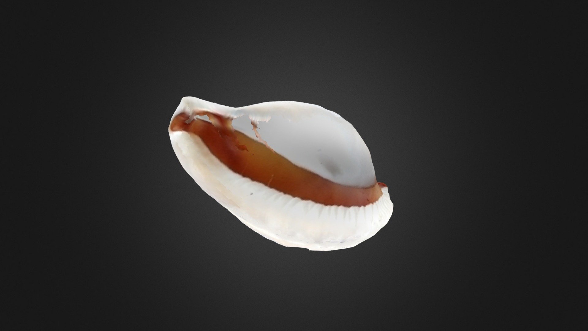 Ovula ovom (Linné, 1758) - 3D model by 3D collection (@phanh1711999 ...