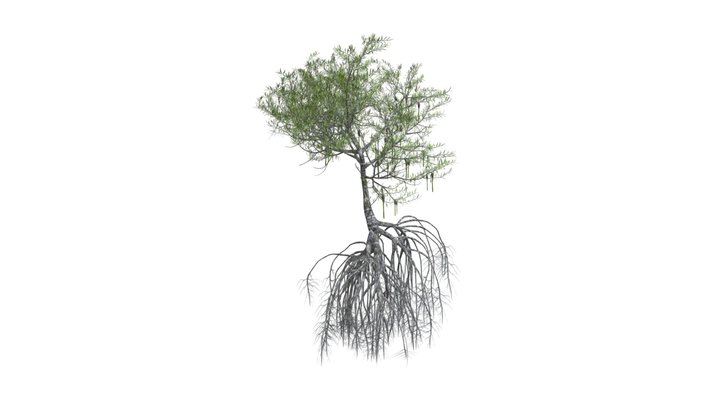Red-mangrove 3D models - Sketchfab