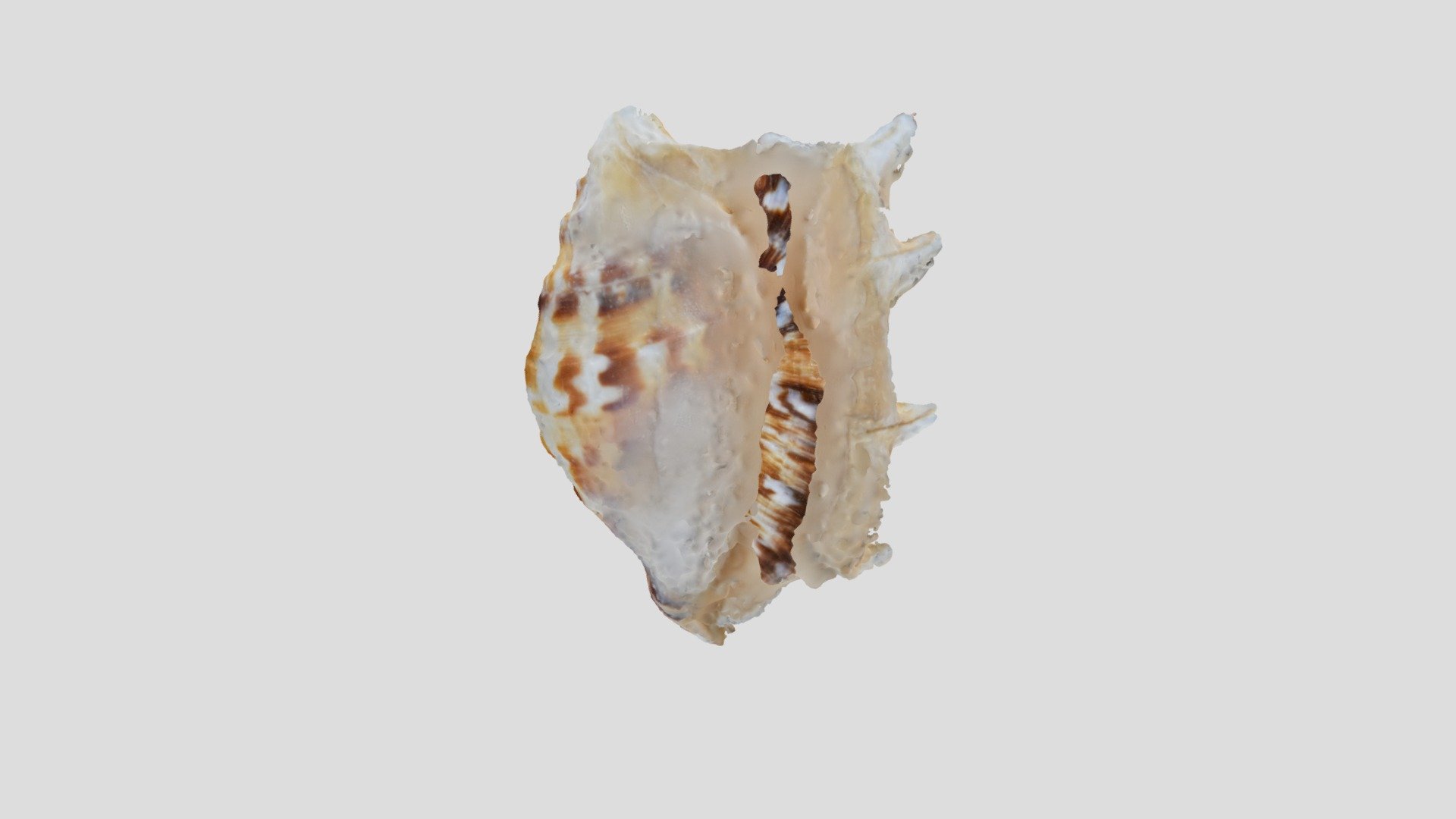 Lambis lambis - 3D model by GeoVires Lab (@GeoViresLab) [084305d ...