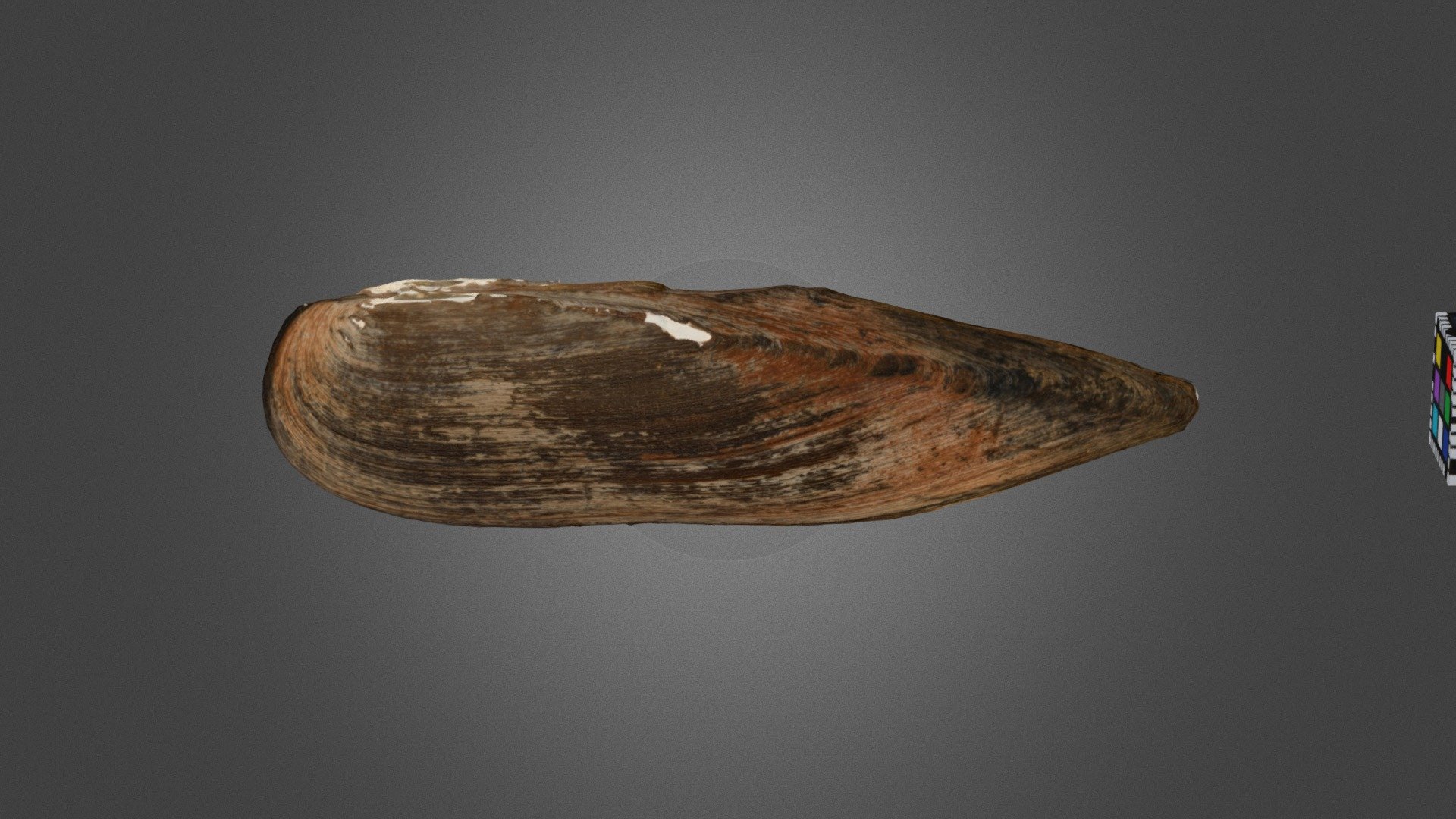 ササノハガイ Freshwater Mussel, Lanceolaria grayana - 3D model by ffish.asia / floraZia.com ...