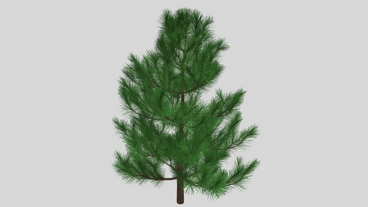 Fir-tree 3D models - Sketchfab