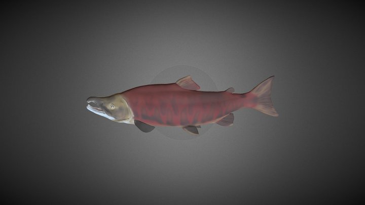 Salmon 3D models - Sketchfab