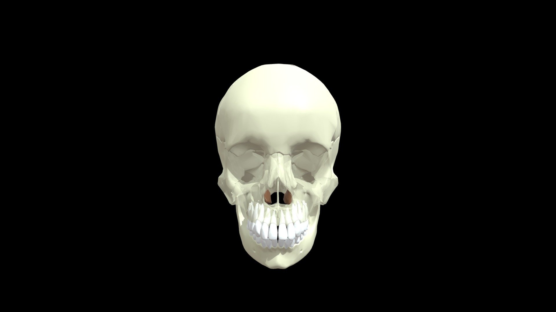 Inferior Nasal Conchae - Download Free 3D model by UMich Anatomy ...