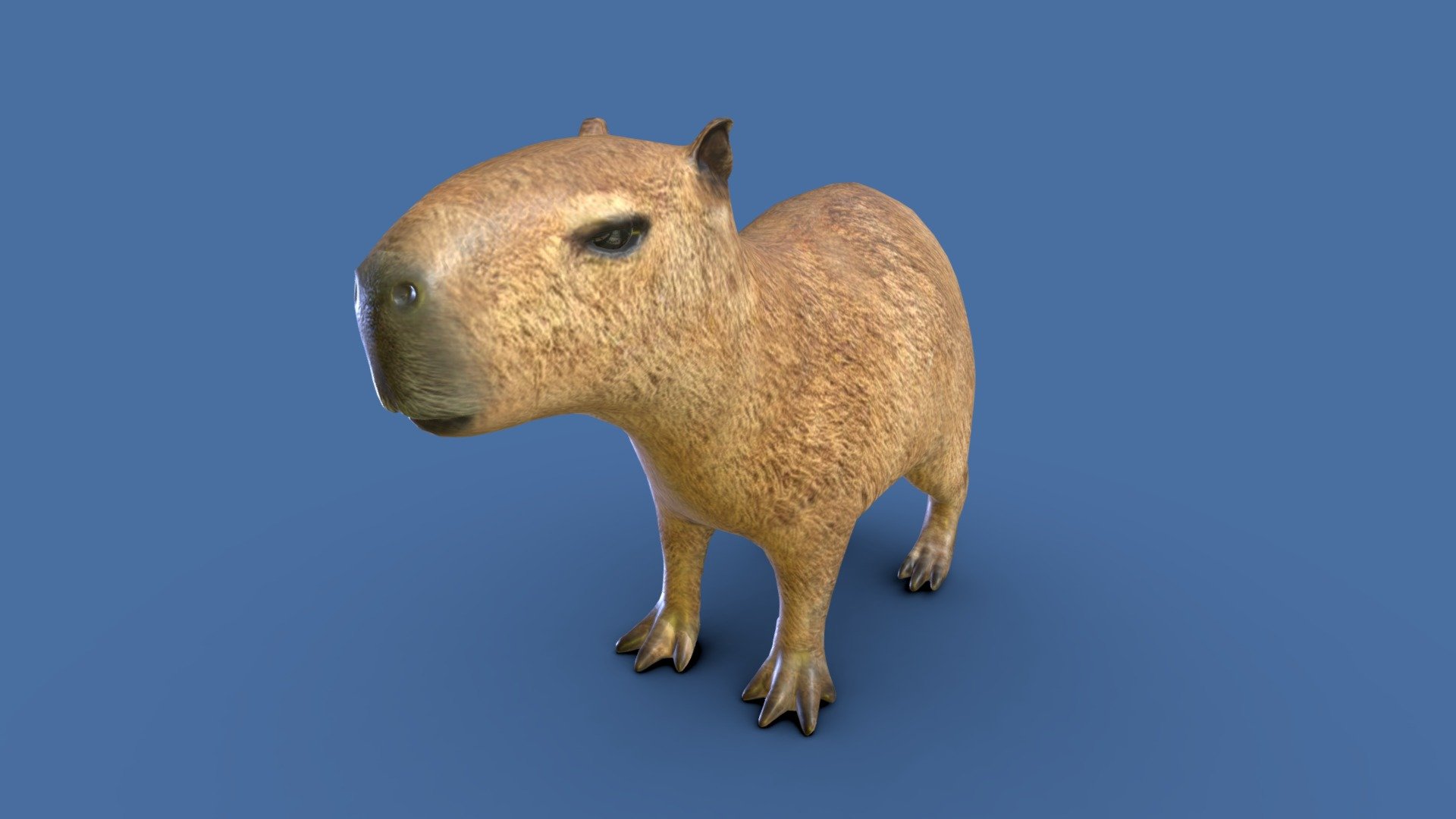 Capy, Capybara, Carpincho (low poly) - 3D model by aletressde ...