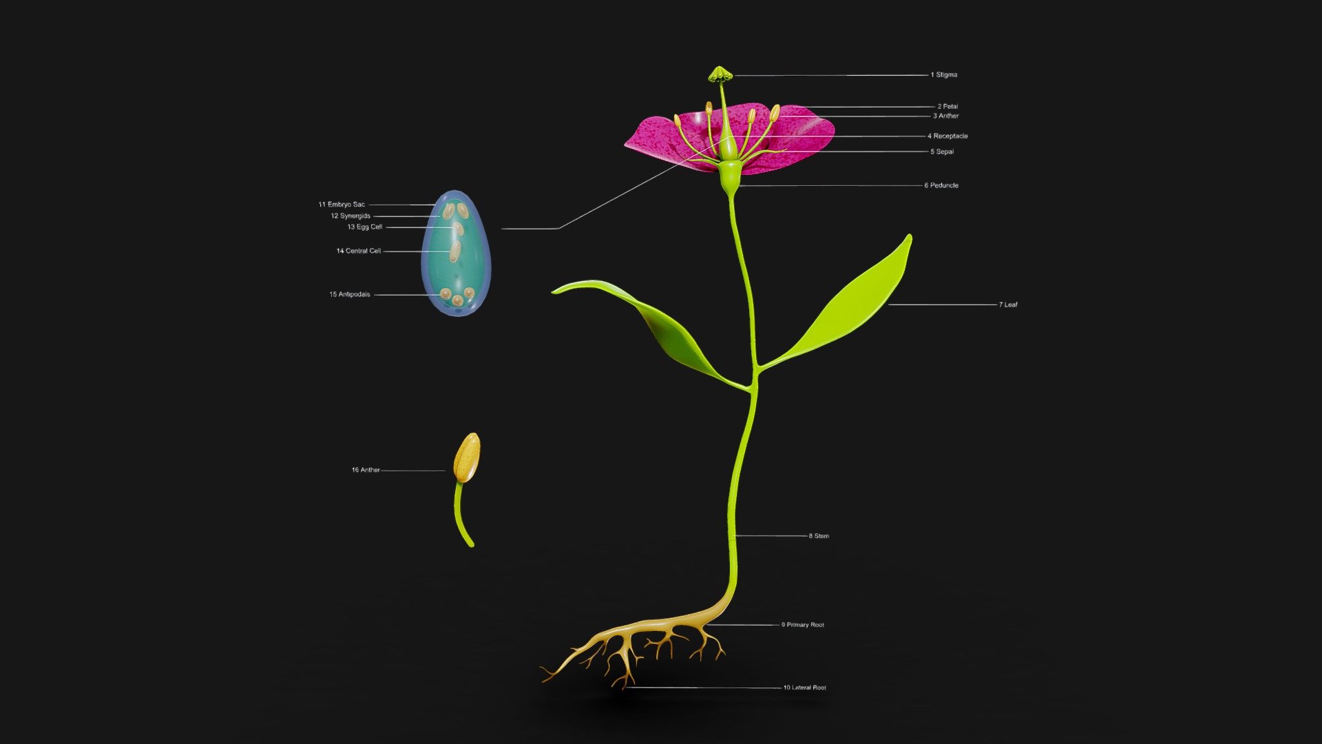 Anatomy of A Flower - Buy Royalty Free 3D model by Nima (@h3ydari96 ...