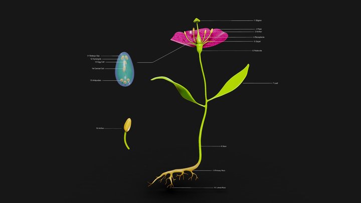 Anther 3d Models Sketchfab