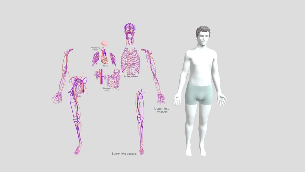 HUMAN_BODY - A 3D model collection by Dien - Sketchfab