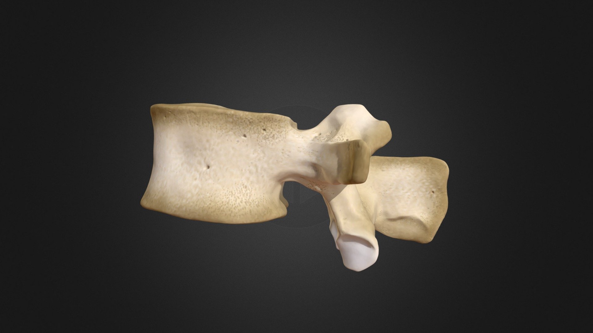 Second Lumbar Vertebra (L2) - 3D model by Renske H. (@renskehoste ...