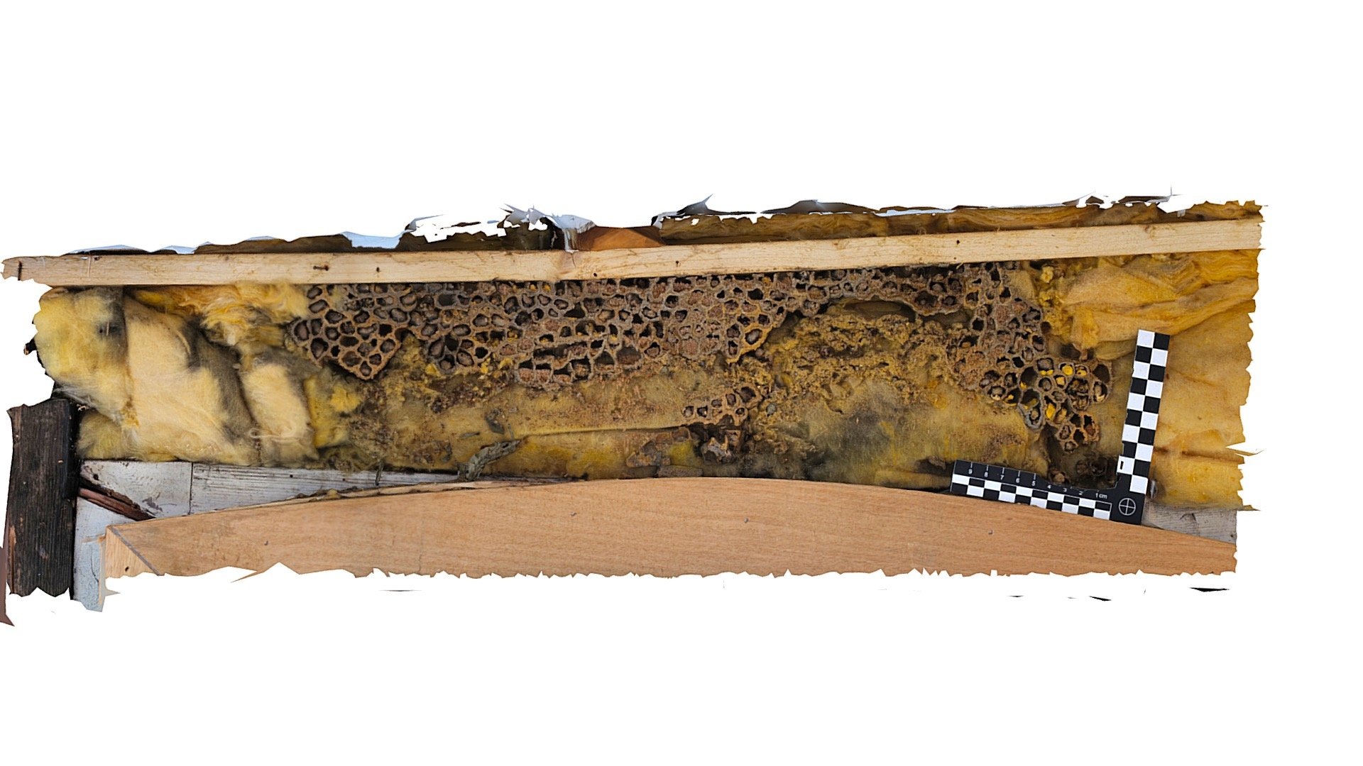 bees nest in wall - 3D model by Professor Dominic Powlesland (@d ...