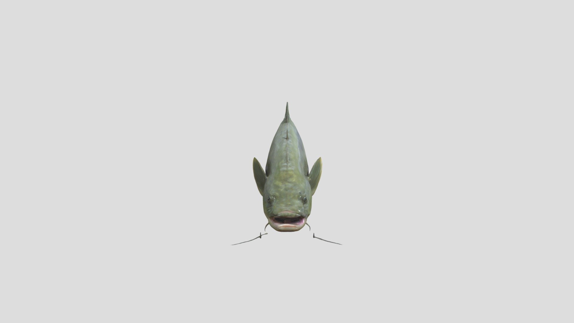 Catfish Underwater - Download Free 3D model by endlishem [086d72e ...