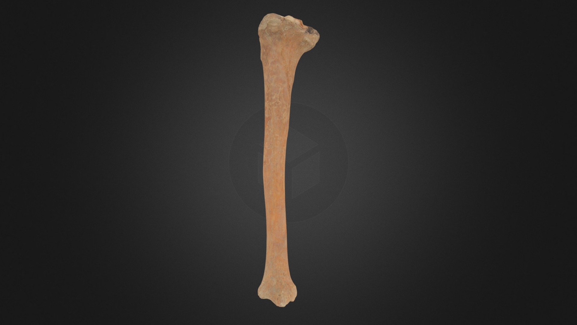 20-418-B-5-Part_1_Left_Tibia - 3D model by amatkins [086e036] - Sketchfab