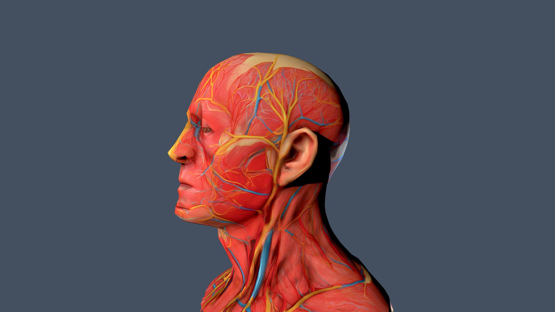 Vascular,Nerves Neck Head Rigged Animation - 3D model by flarar-01 ...