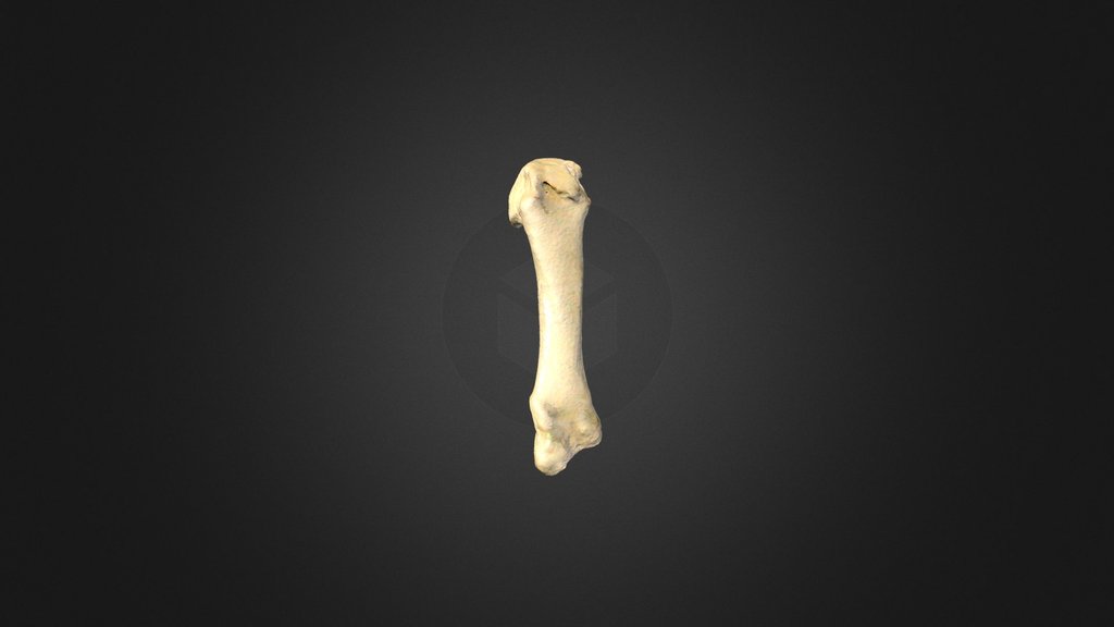 Individual Bones for Osteology - A 3D model collection by ...