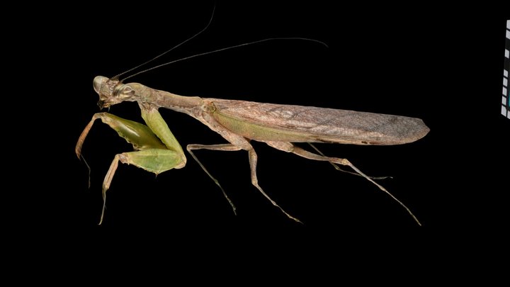 Mantis 3D models - Sketchfab