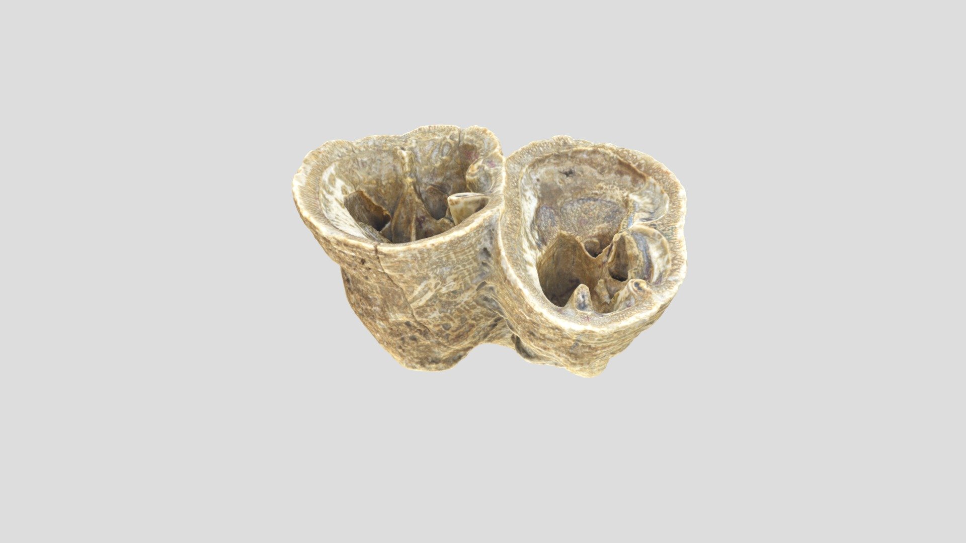 Hippuritidae - Download Free 3D model by Atlante virtuale 3D Geoscienze ...