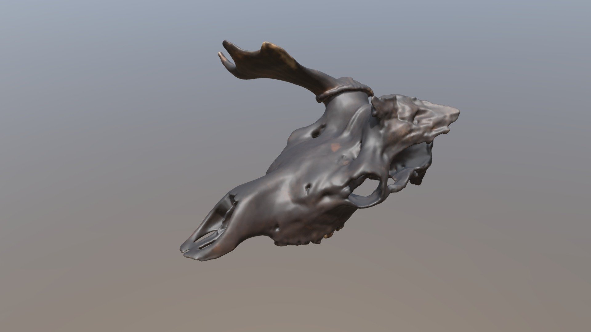 Irish Elk Skull (VCU_3D_4311) - Download Free 3D model by Virtual ...