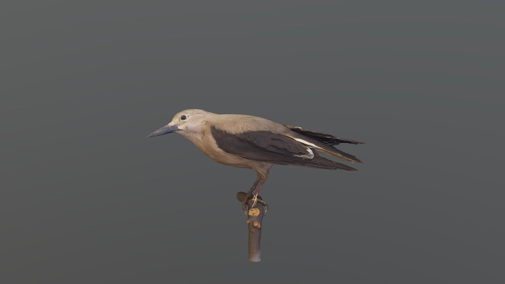 Animals - A 3D model collection by mfb64 - Sketchfab